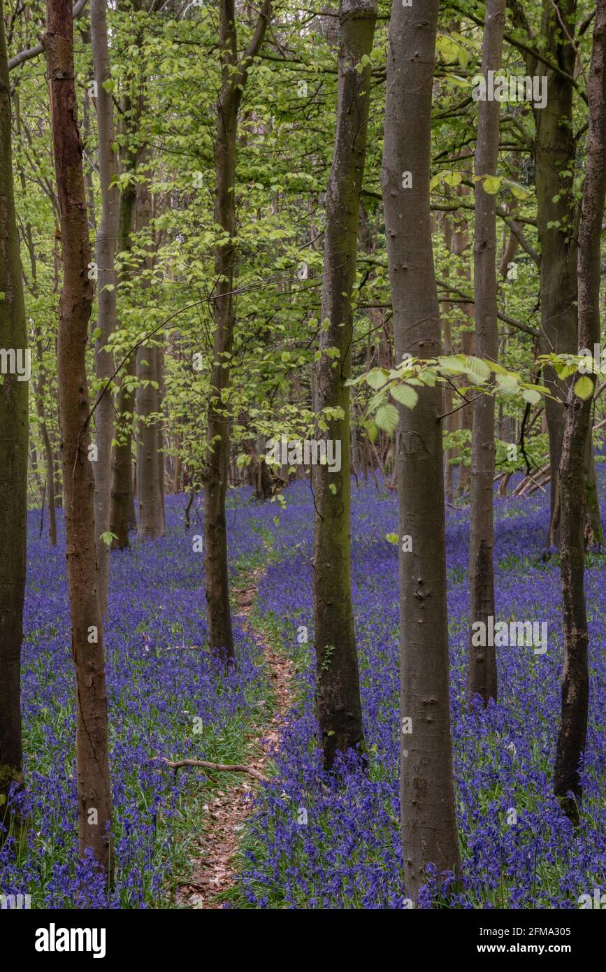 Beautiful soft spring light in bluebell woods in English countryside ...