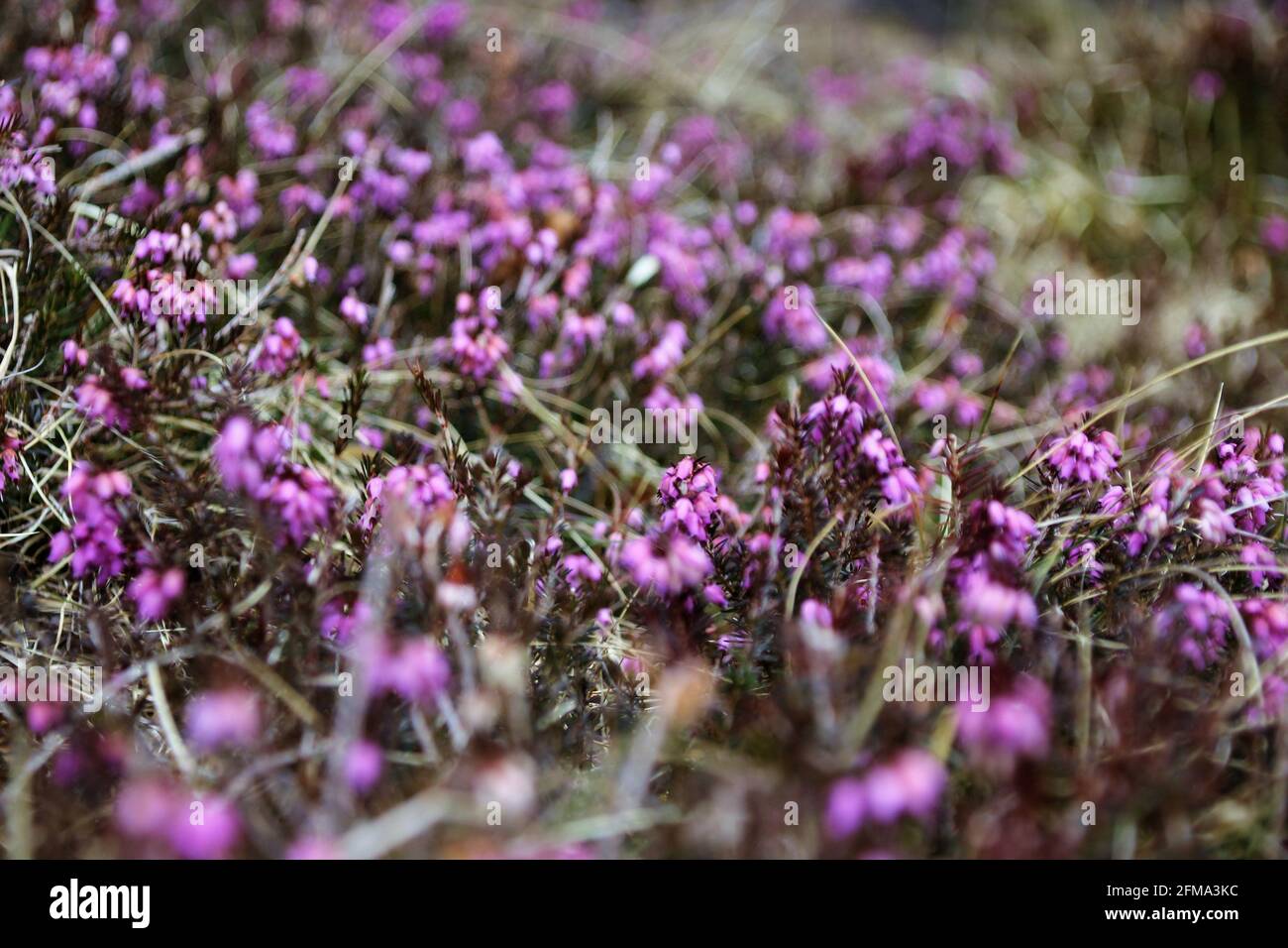 Heather, Erika inflorescence in the hiking area of Mittenwald, spring ...