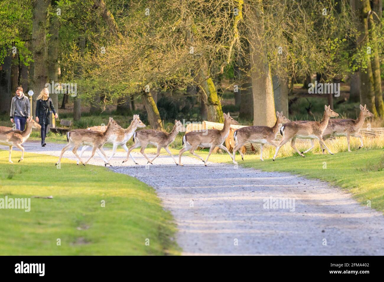 Woodland animals group hi-res stock photography and images - Alamy