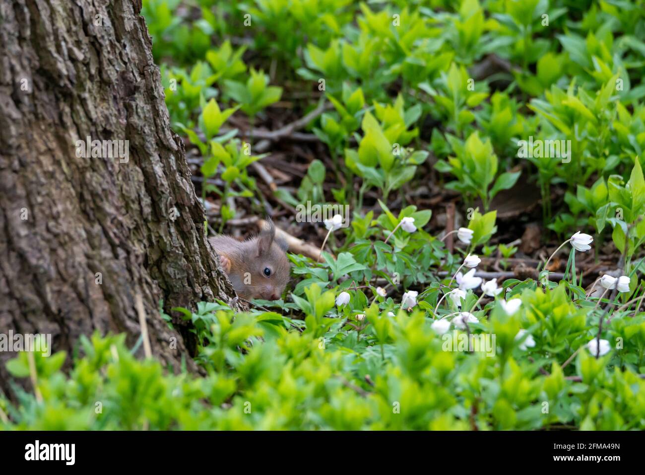 Young baby squirrel sitting behind a tree Stock Photo - Alamy