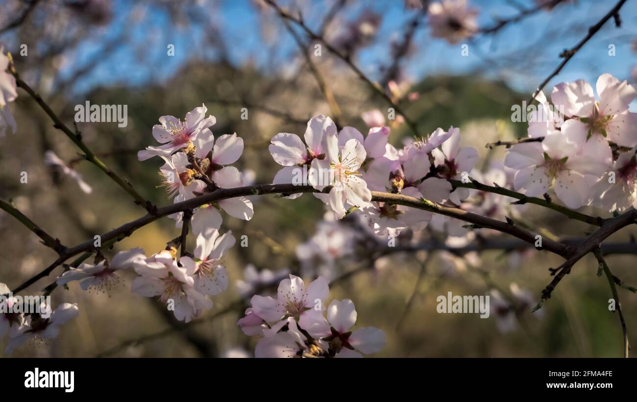 Almond tree hi-res stock photography and images - Alamy