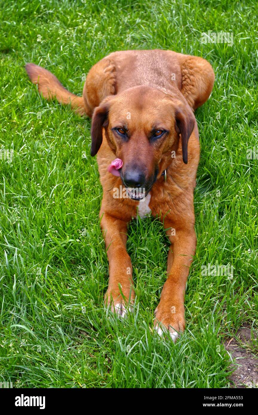 Rhodesian Ridgeback Hound Mix Puppy