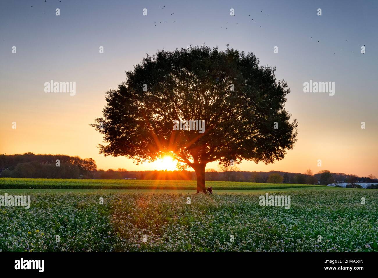 Mustard tree hi-res stock photography and images - Alamy