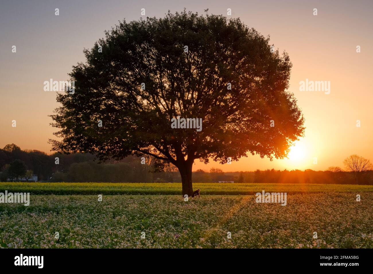 Mustard tree hi-res stock photography and images - Alamy
