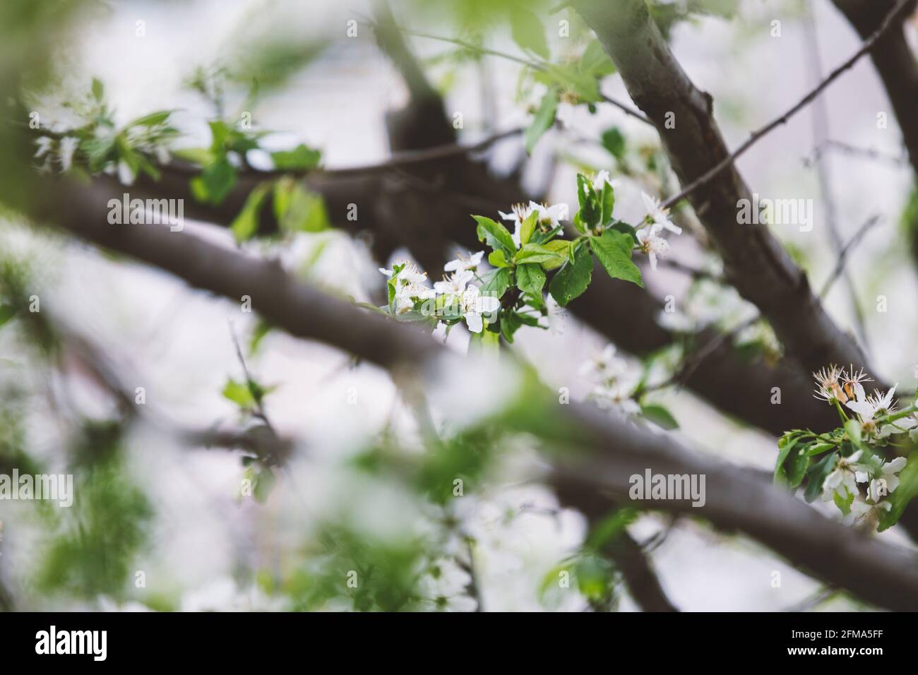 Nature background with blooming cherry tree, close-up branches with ...