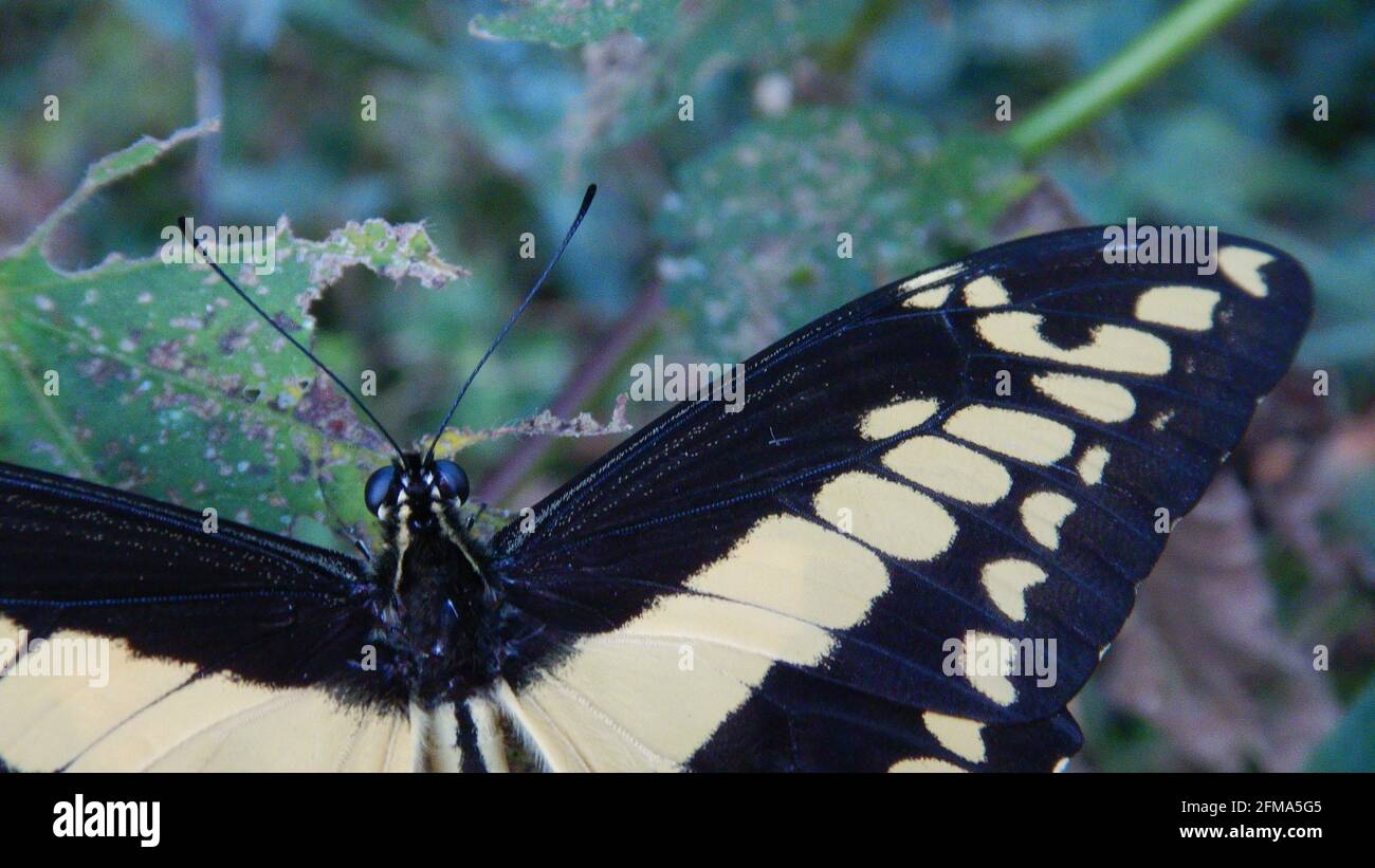 Crimean butterfly hi-res stock photography and images - Alamy