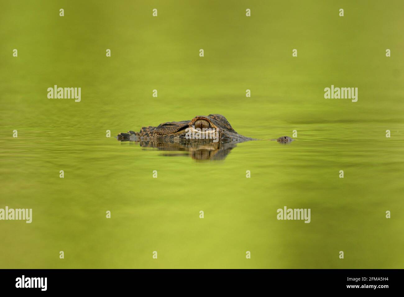 Baby American Alligator (Alligatoridae Stock Photo - Alamy