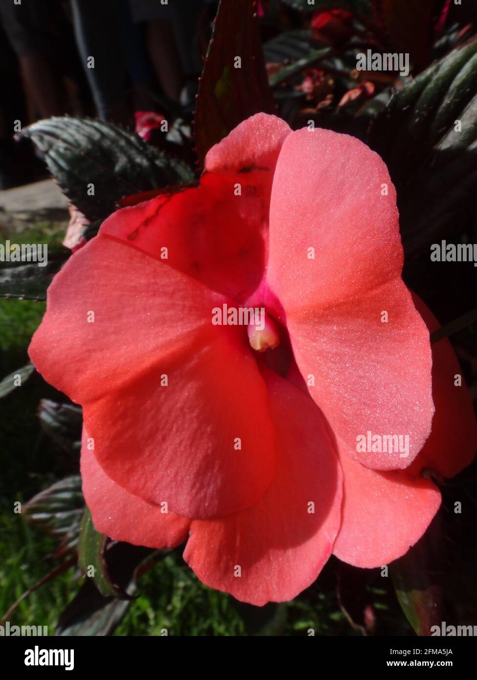 Closeup of a red balsam flower in a garden under the sunlight Stock ...