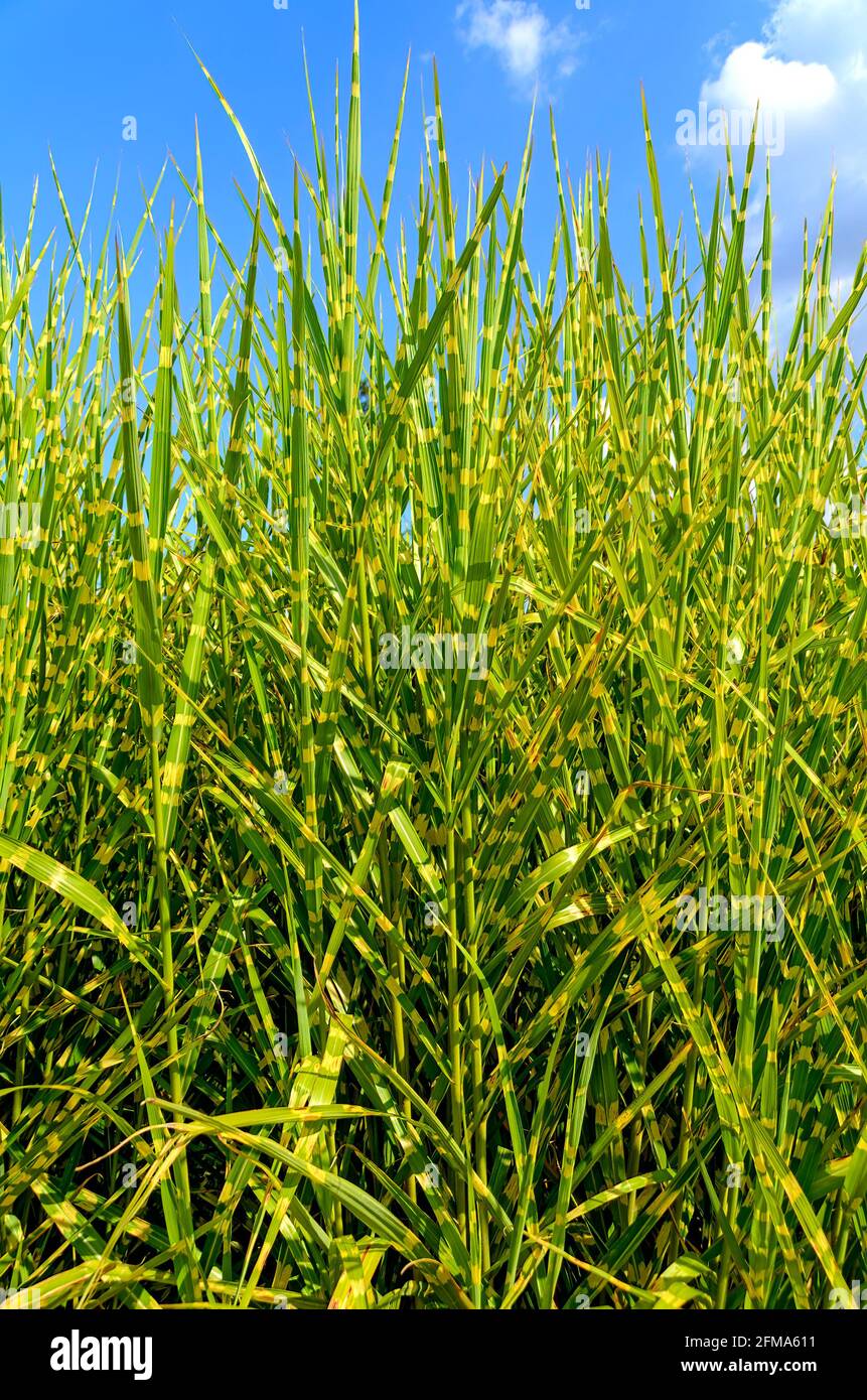 fresh chinese reed before blue sky at sunshine Stock Photo - Alamy
