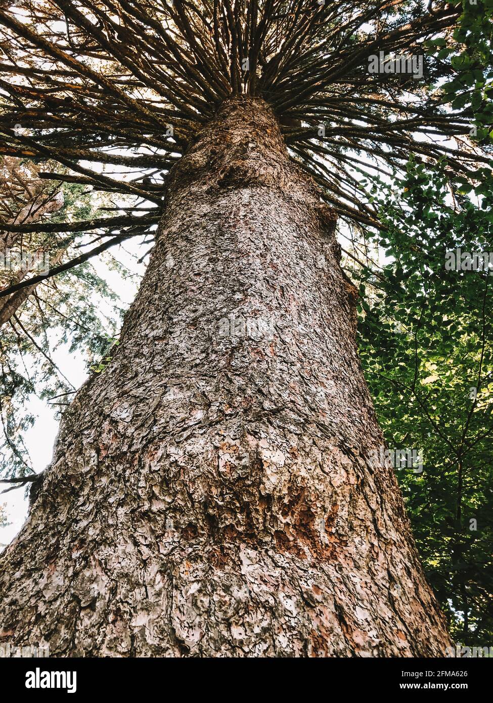Pfänder, Alpenwildpark, Baum, Bregenz, Allgäu Alps, Austria Stock Photo - Alamy