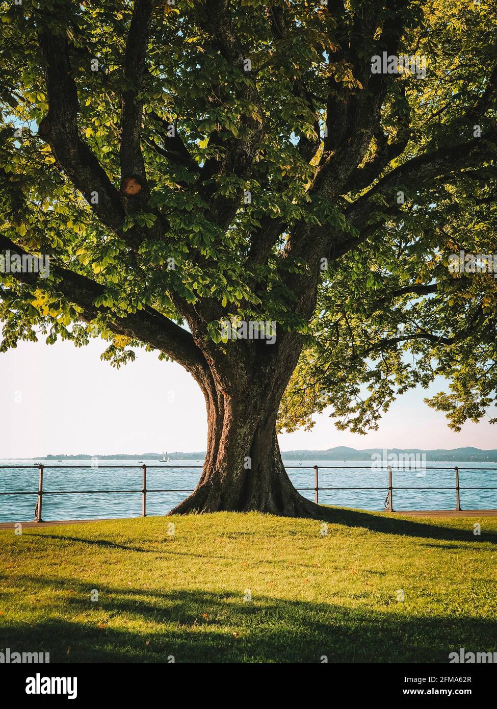 Lake Constance, promenade, tree, Bregenz, Allgäu Alps, Austria Stock ...
