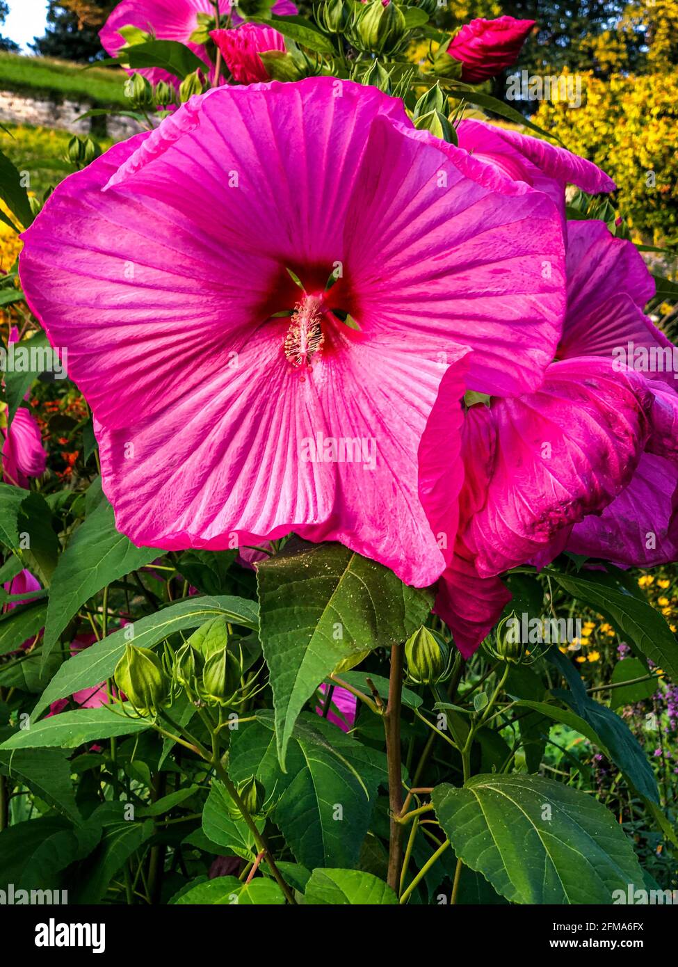 Lake Constance, flower, Mainau Island, Konstanz, Baden-Wuerttemberg ...