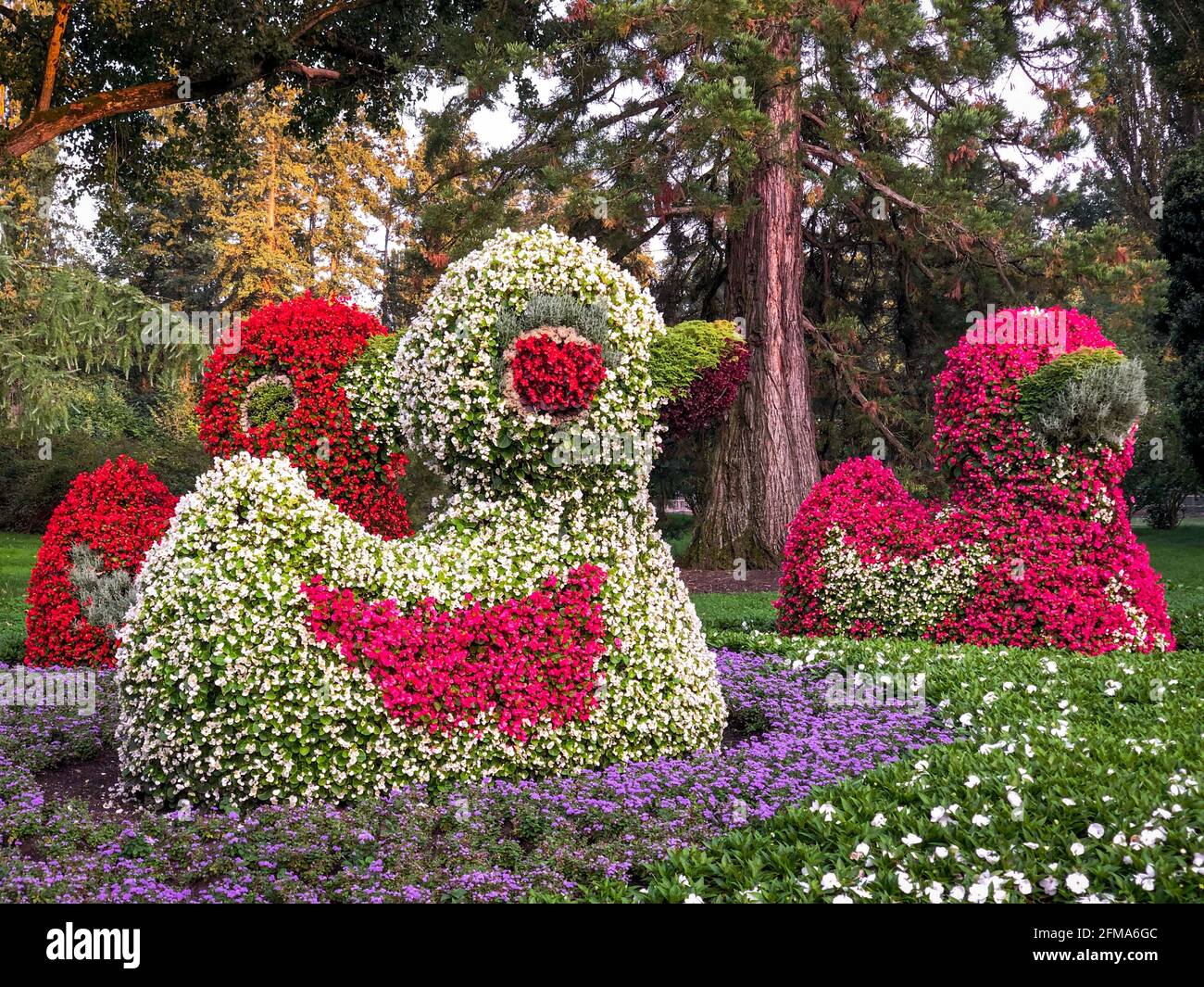 Lake Constance, flower duck, Mainau Island, Konstanz, Baden ...