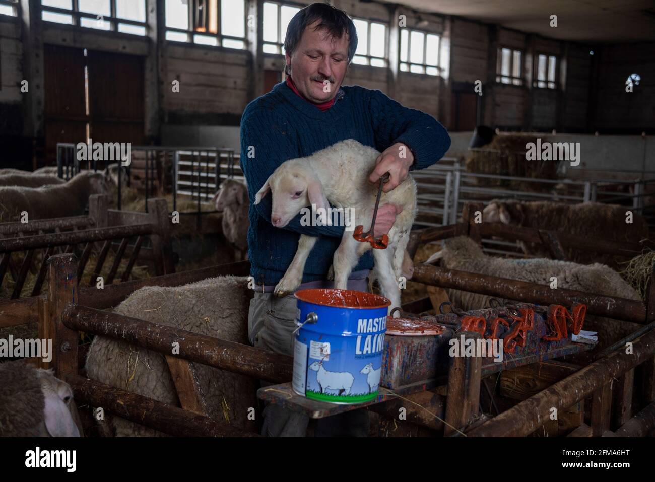 Marking sheep with paint hi-res stock photography and images - Alamy