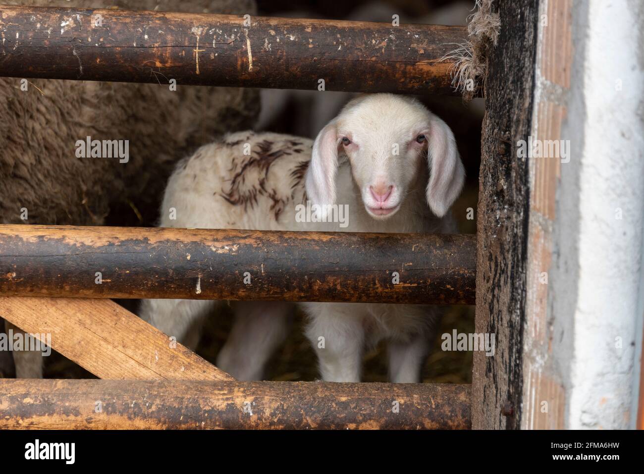 Easter lamb in the stable, lamb, merino sheep Stock Photo - Alamy