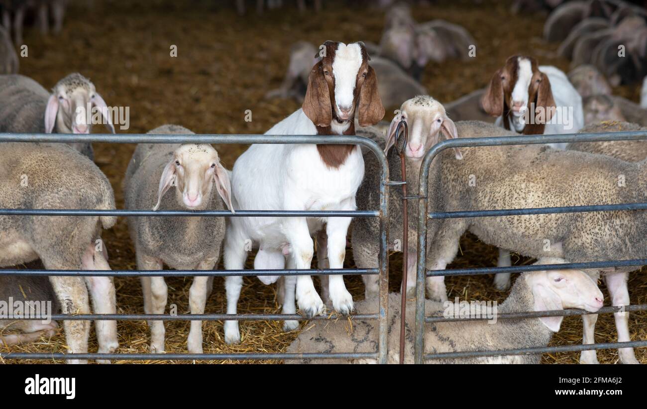 Ovis aries merino sheep hi-res stock photography and images - Alamy