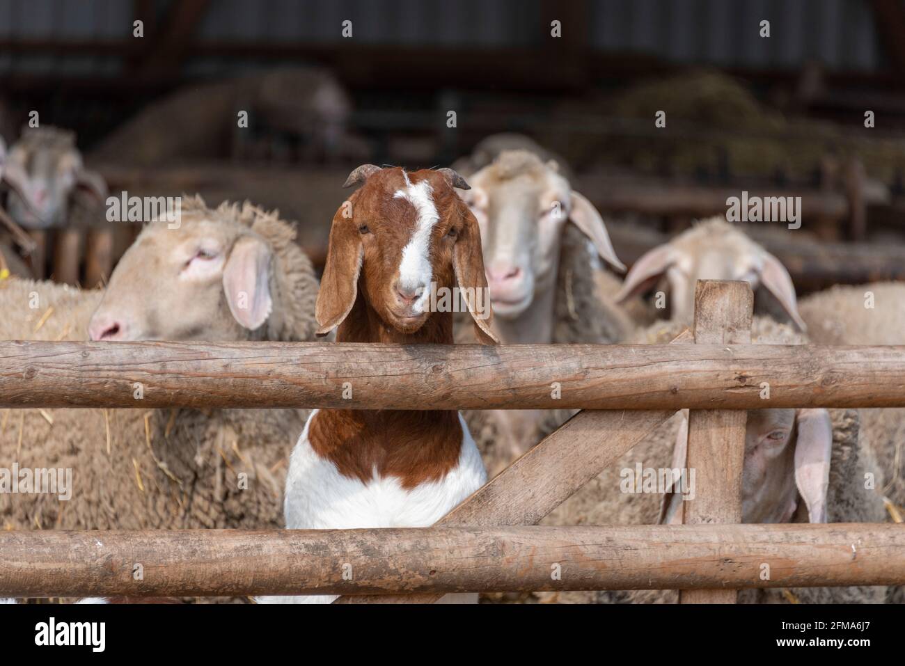Merino sheep and Boer goats are in the stable Stock Photo - Alamy