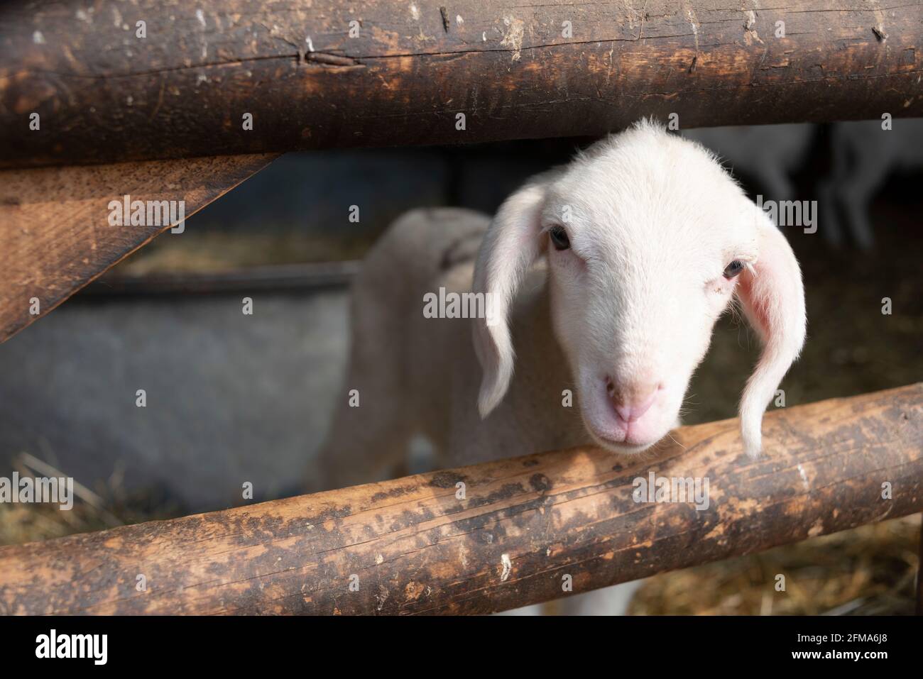 Easter lamb in the stable, lamb, merino sheep Stock Photo - Alamy