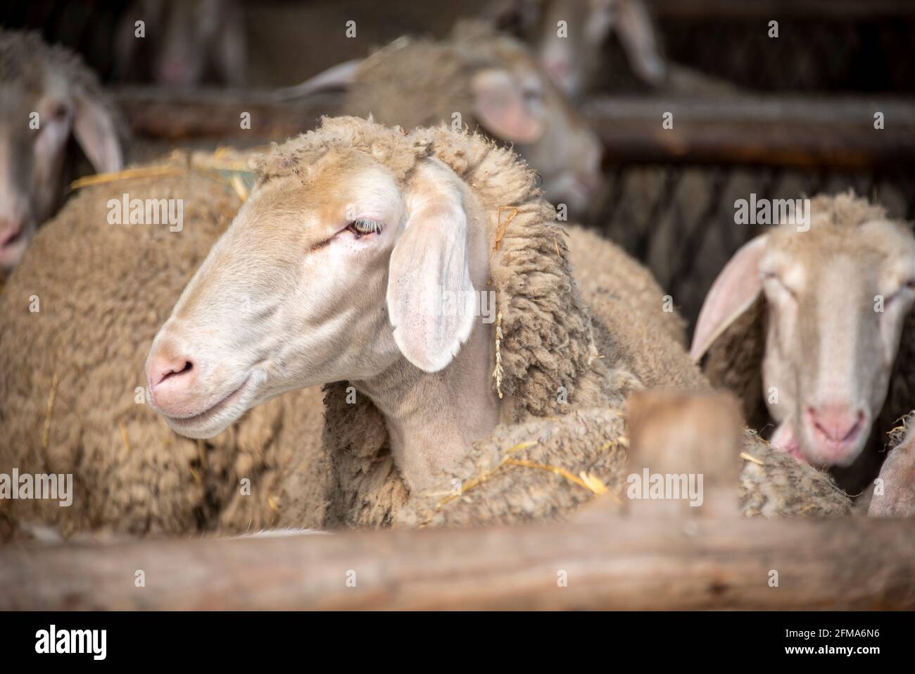 Merino sheep in the stable Stock Photo - Alamy