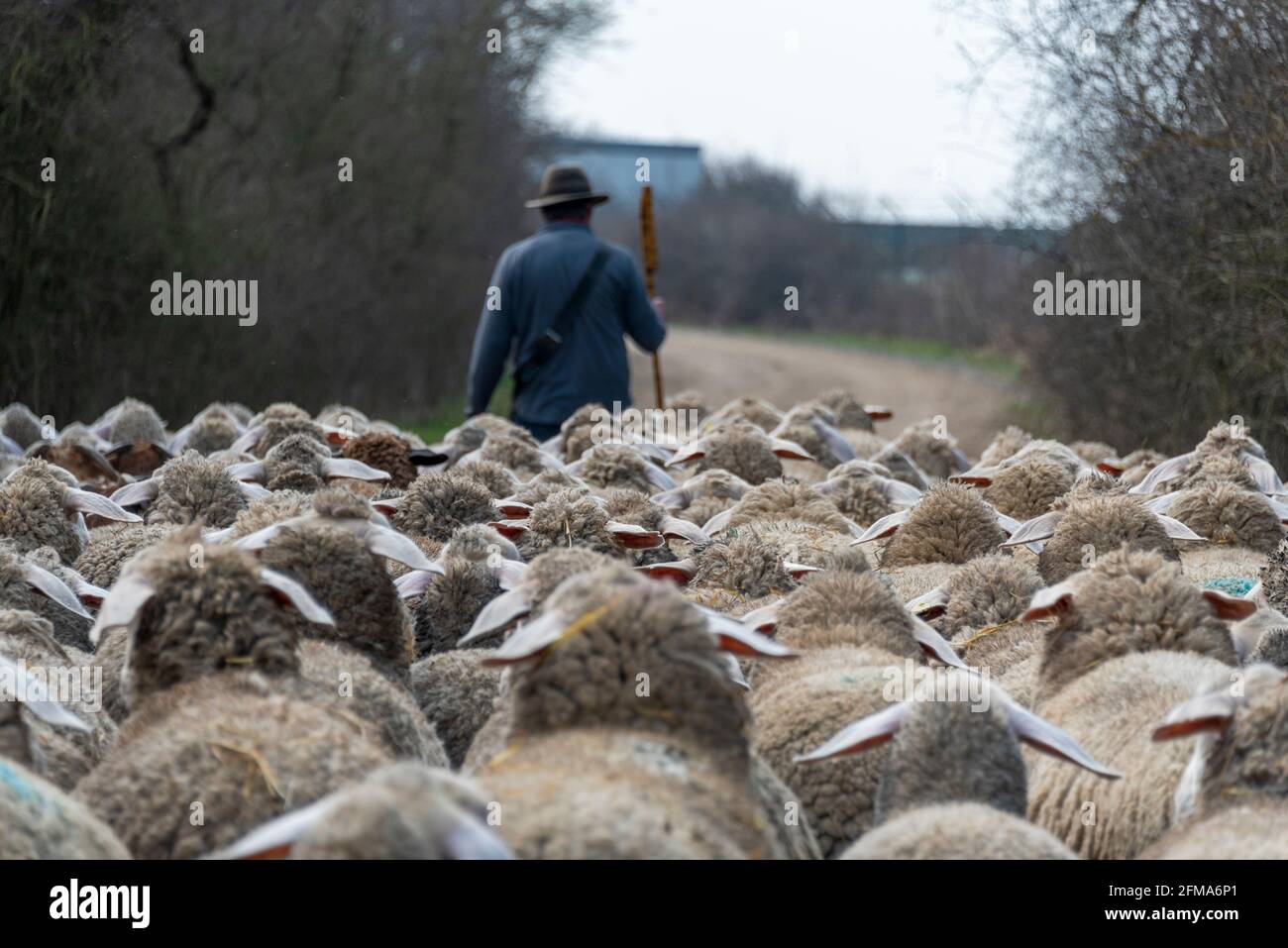 Herding flock of sheep hi-res stock photography and images - Alamy