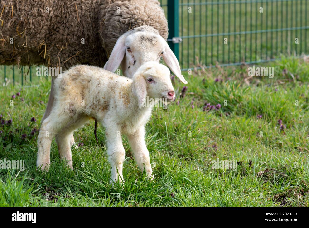 Newborn lamb takes its first steps with the help of its mother, Easter lamb, merino sheep Stock ...