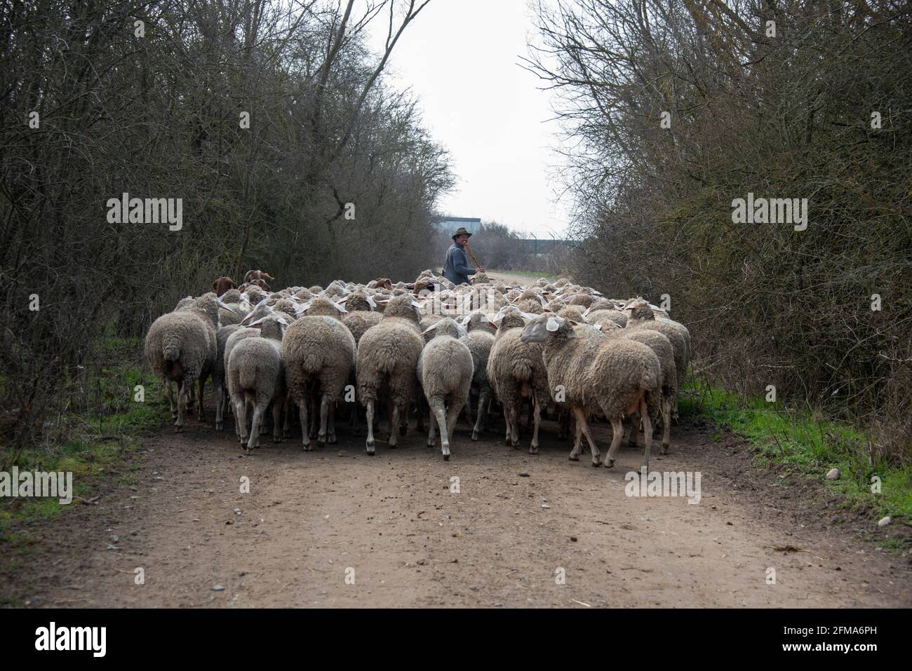 Shepherd with flock of sheep and herding dogs Stock Photo - Alamy