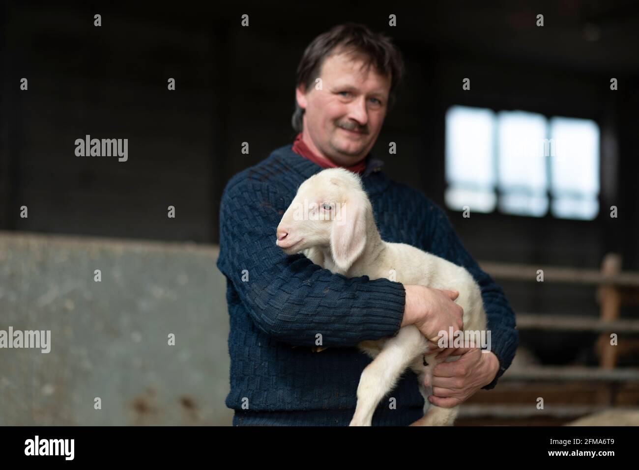 Newborn lamb arms hi-res stock photography and images - Alamy
