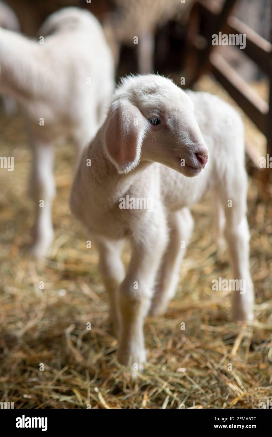 Easter lamb in the stable, lamb, merino sheep Stock Photo - Alamy
