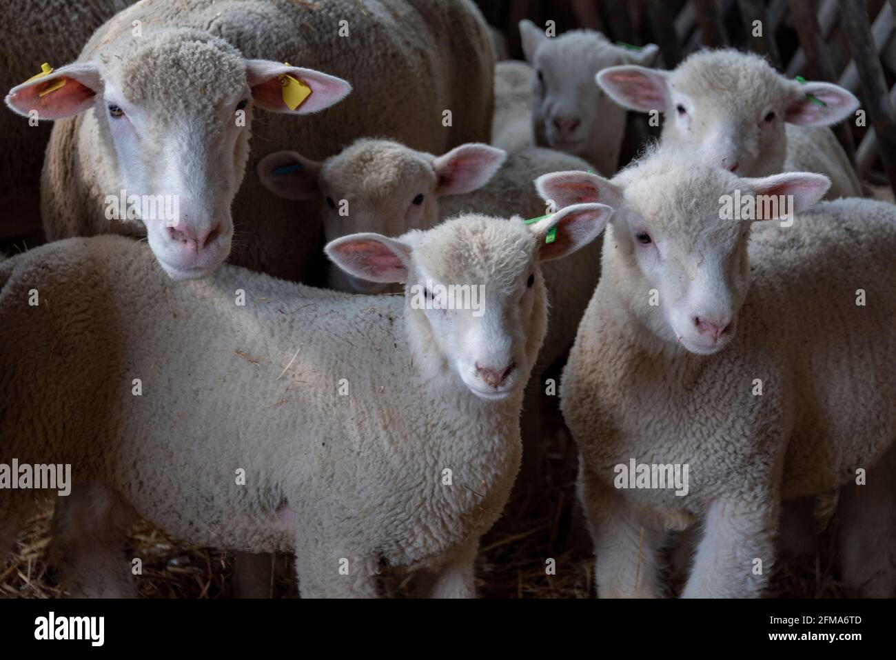 Lambs Gazing High Resolution Stock Photography and Images - Alamy