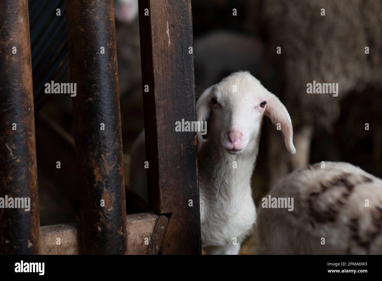 Easter lamb in the stable, lamb, merino sheep Stock Photo - Alamy