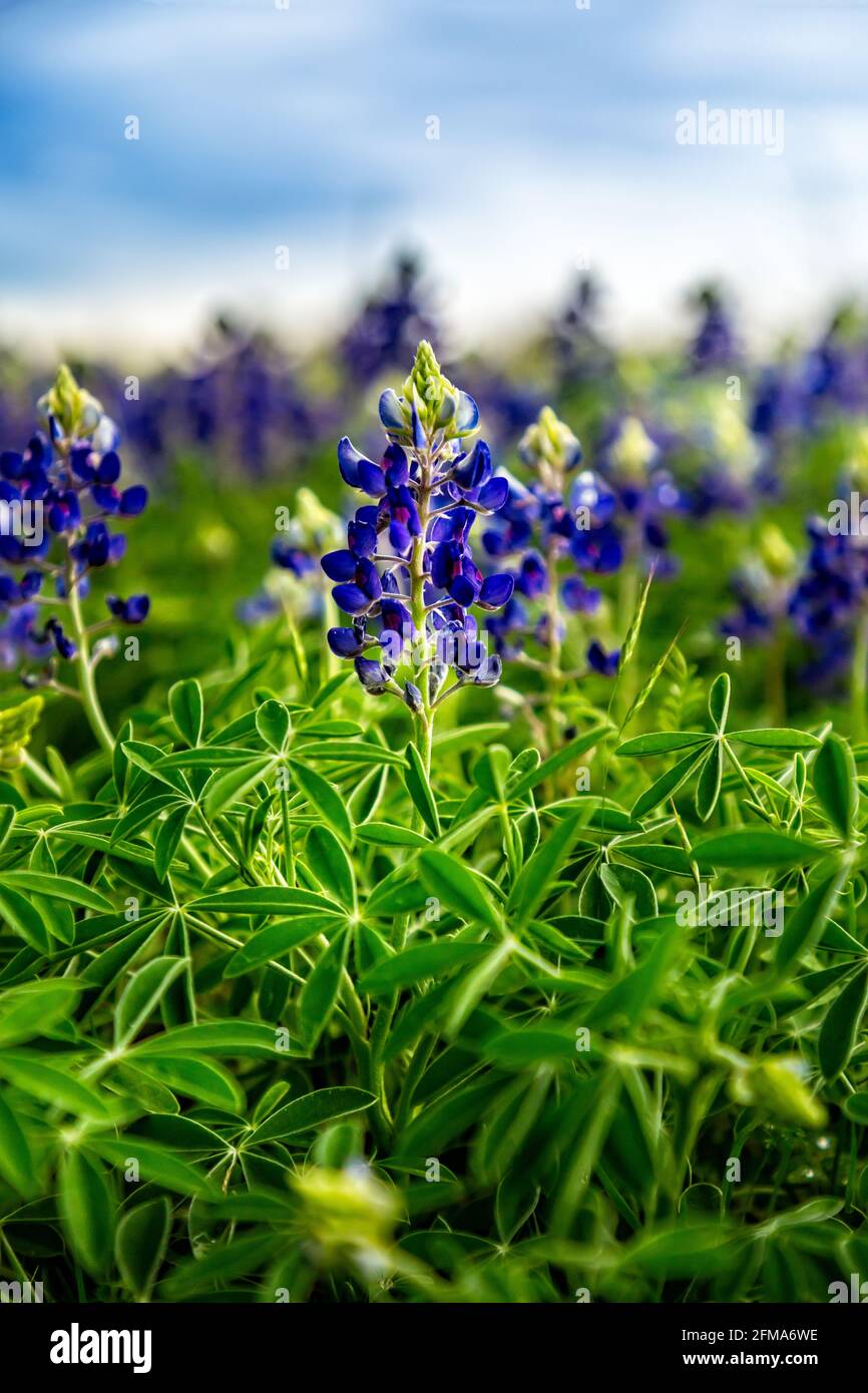 Blue bonnets hi-res stock photography and images - Alamy