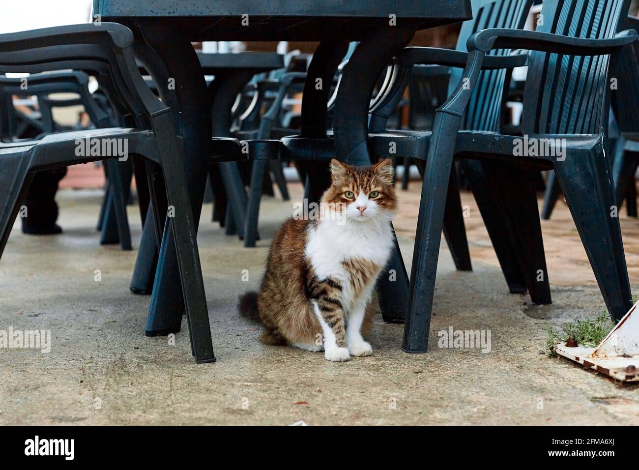 Tabby cat under table hi-res stock photography and images - Alamy