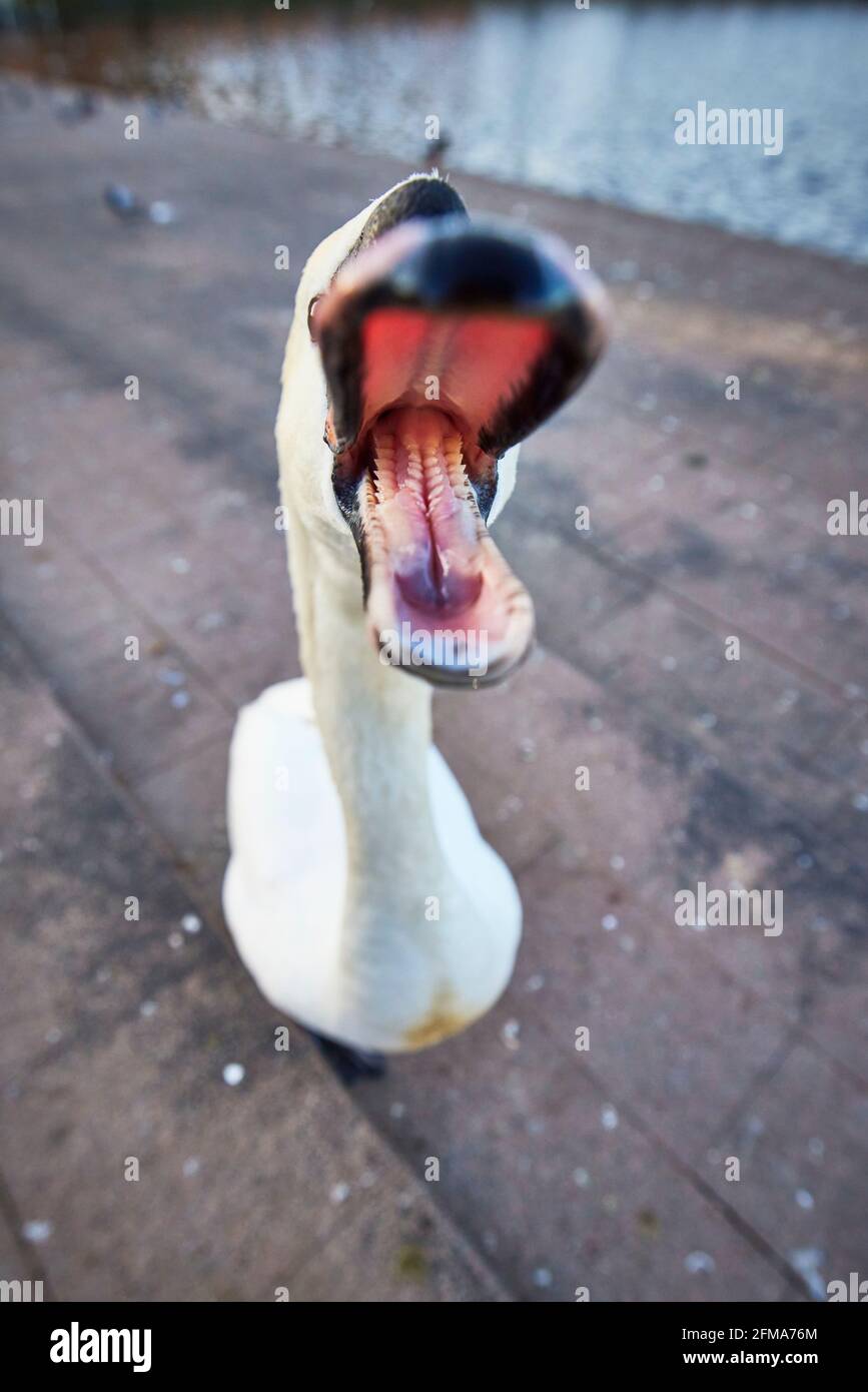 Swan Tongue