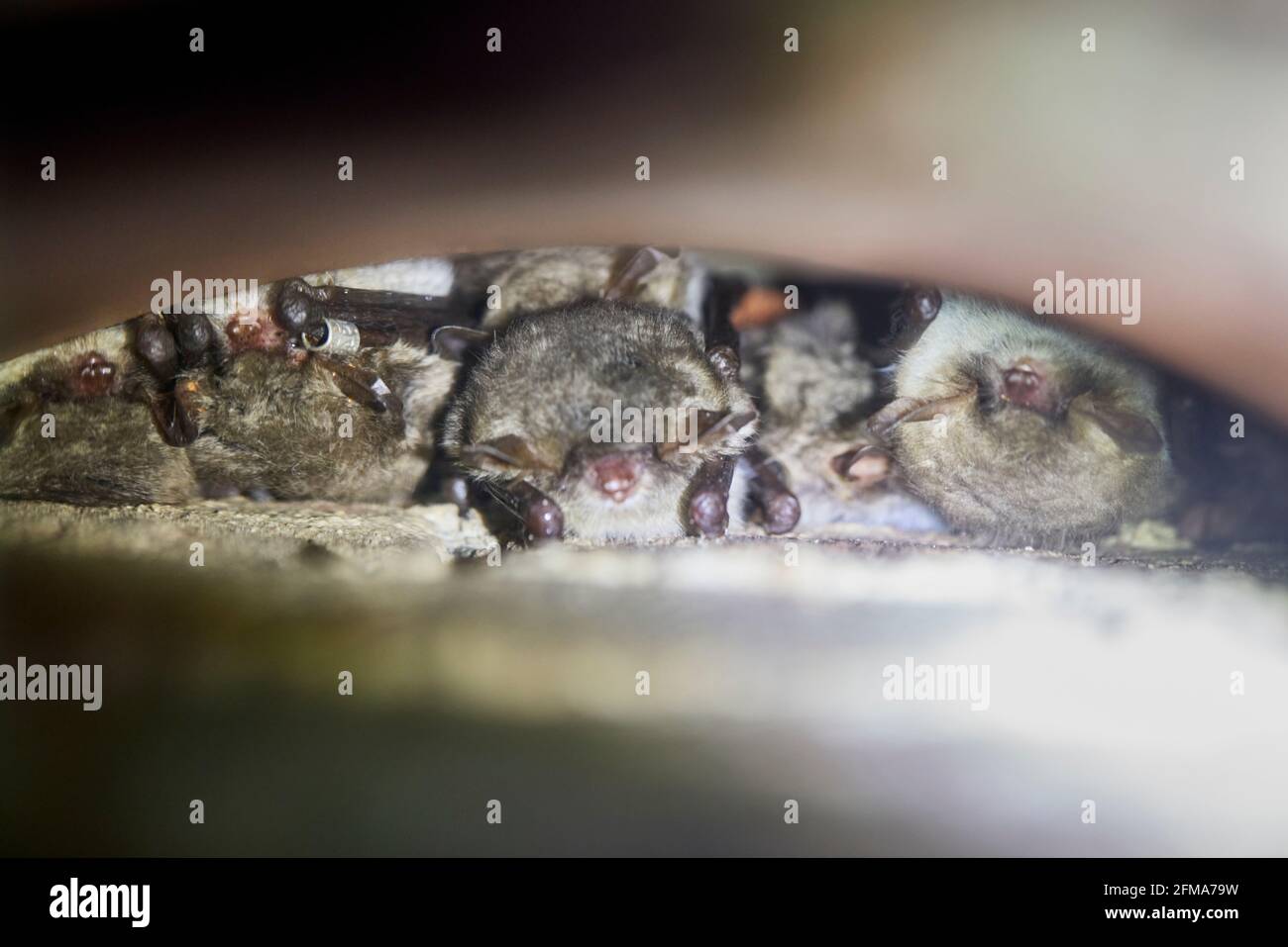 Bat, fringed bat, Myotis natteri, several, winter quarters Stock Photo ...