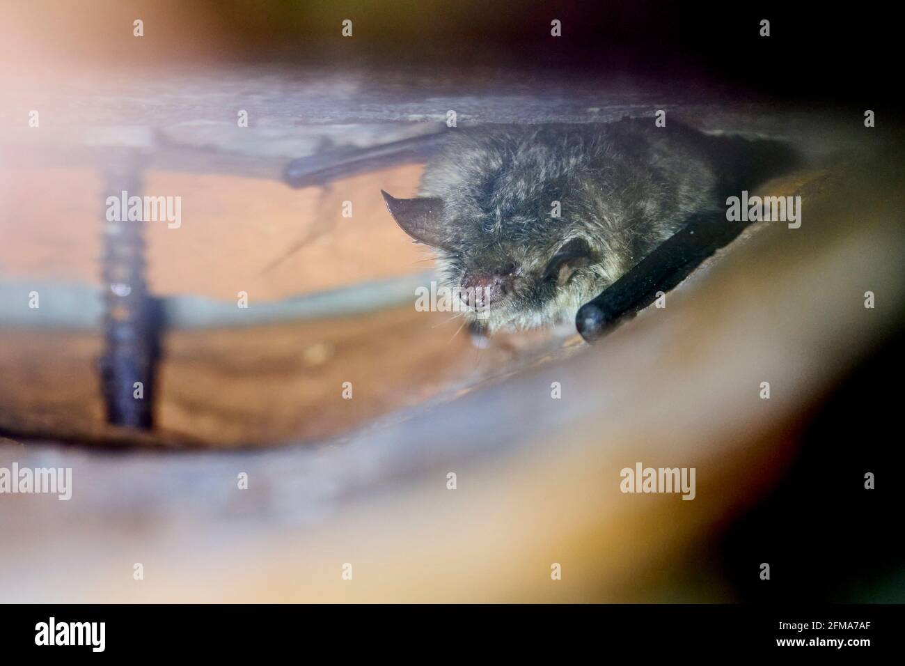 Bat, fringed bat, Myotis natteri, winter quarters Stock Photo - Alamy