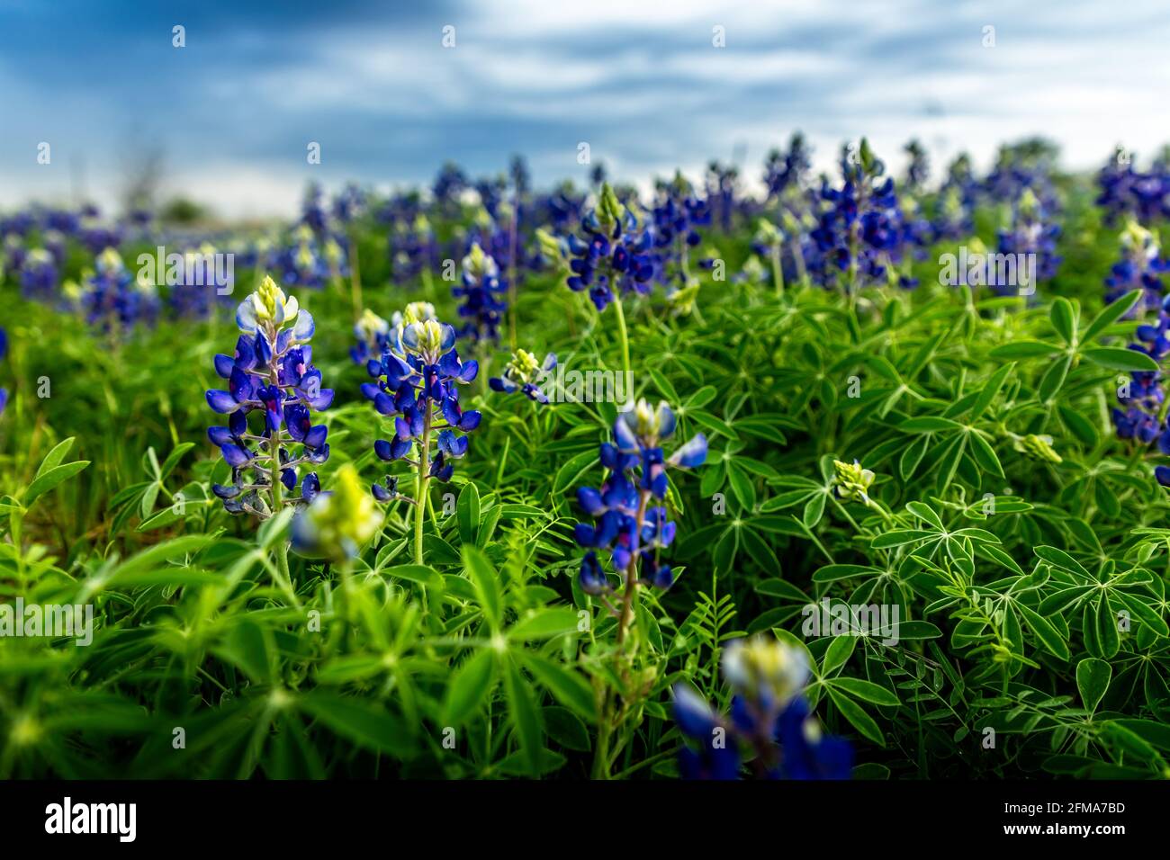 Blue bonnets hi-res stock photography and images - Alamy