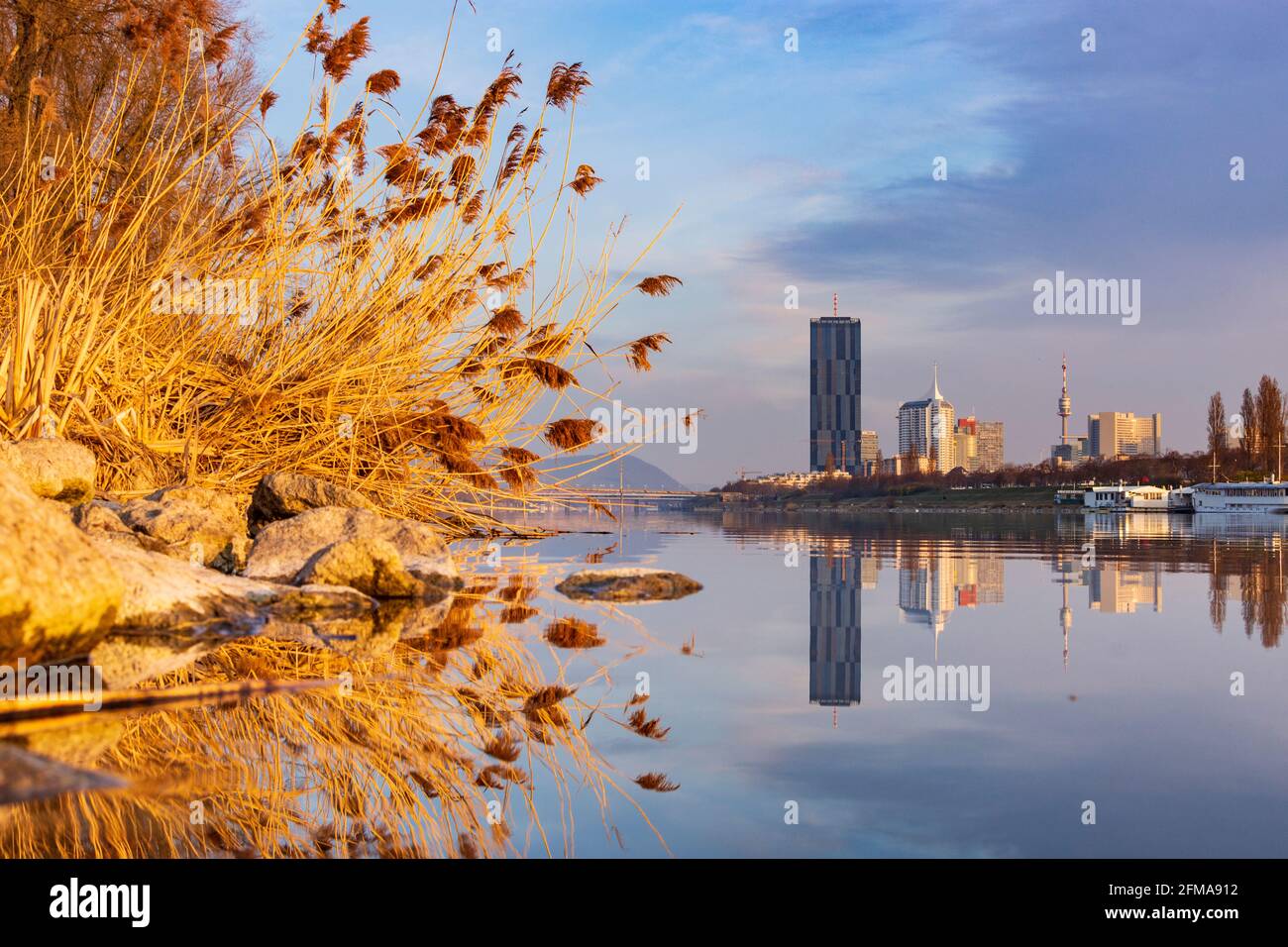 Vienna, morning at river Neue Donau (New Danube), reed, Donaucity, DC ...