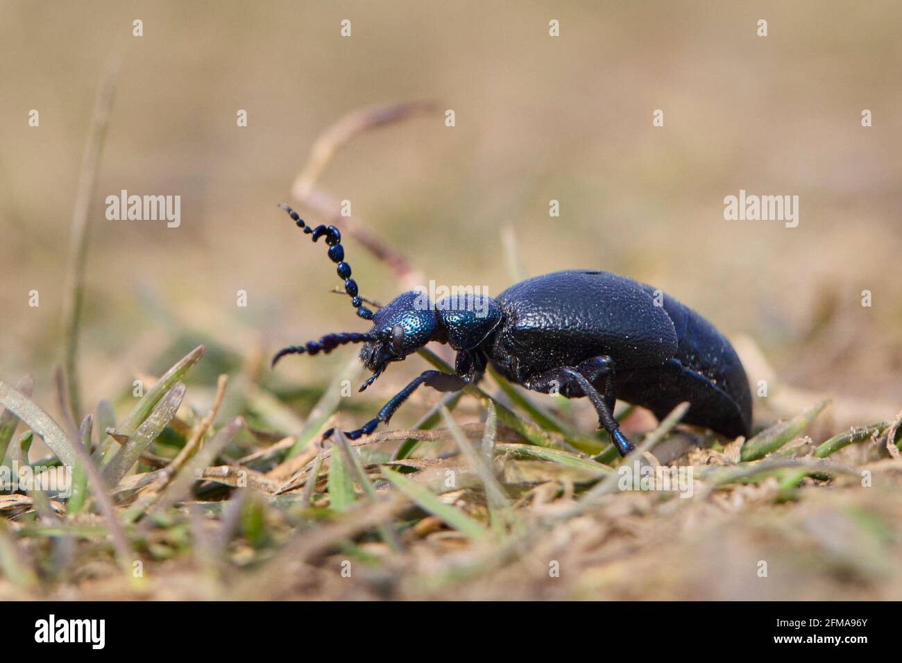 Black males hi-res stock photography and images - Alamy