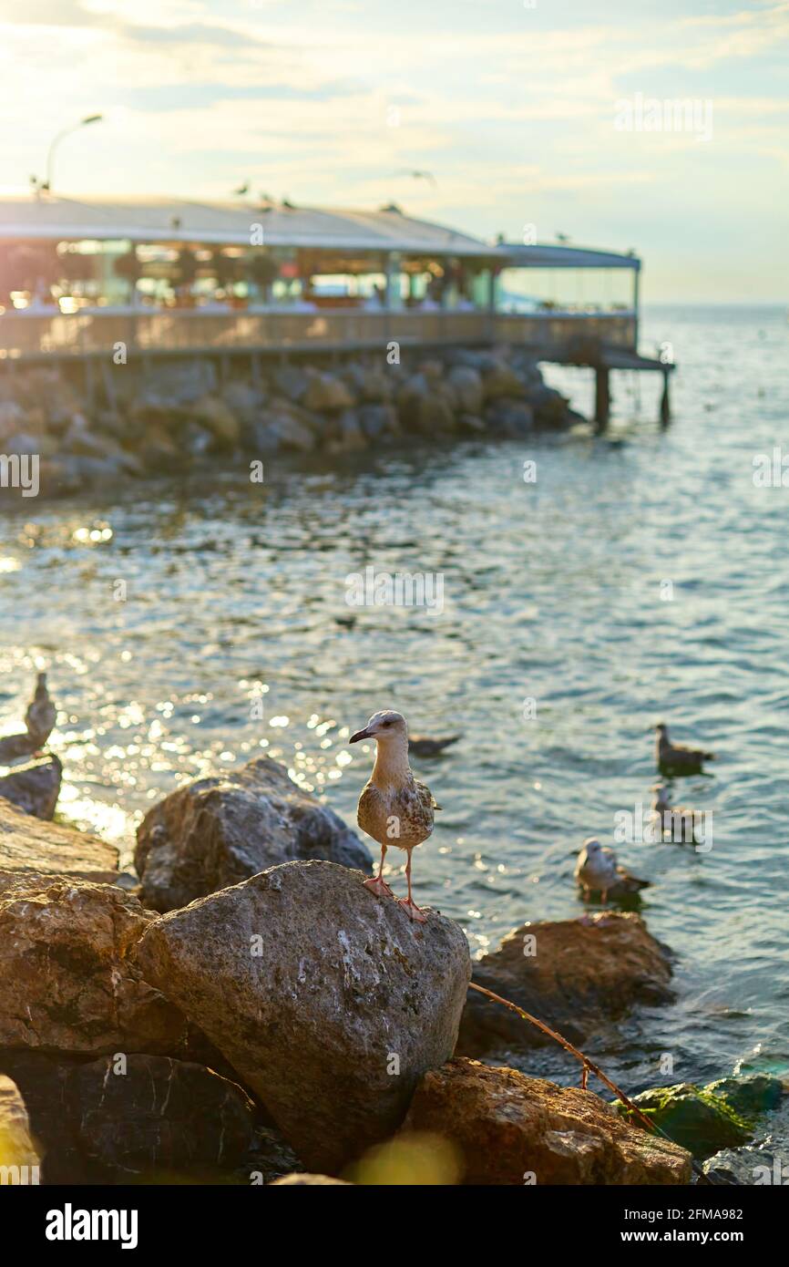 The seagull poses on the rocks by the sea Stock Photo - Alamy
