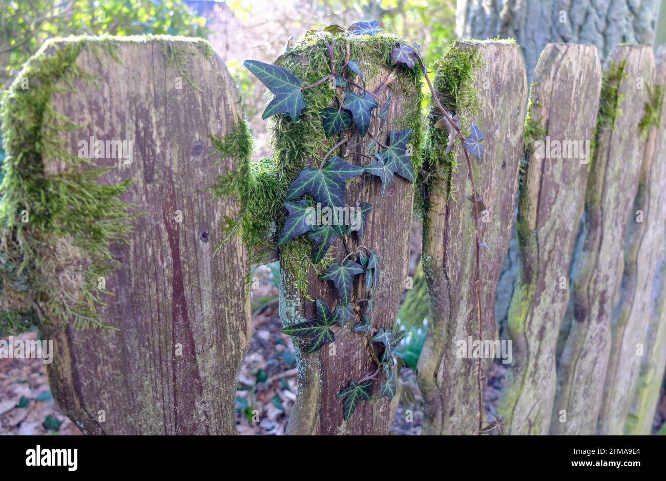 Wooden fence overgrown with ivy 'Pedata' (Hedera helix Stock Photo - Alamy