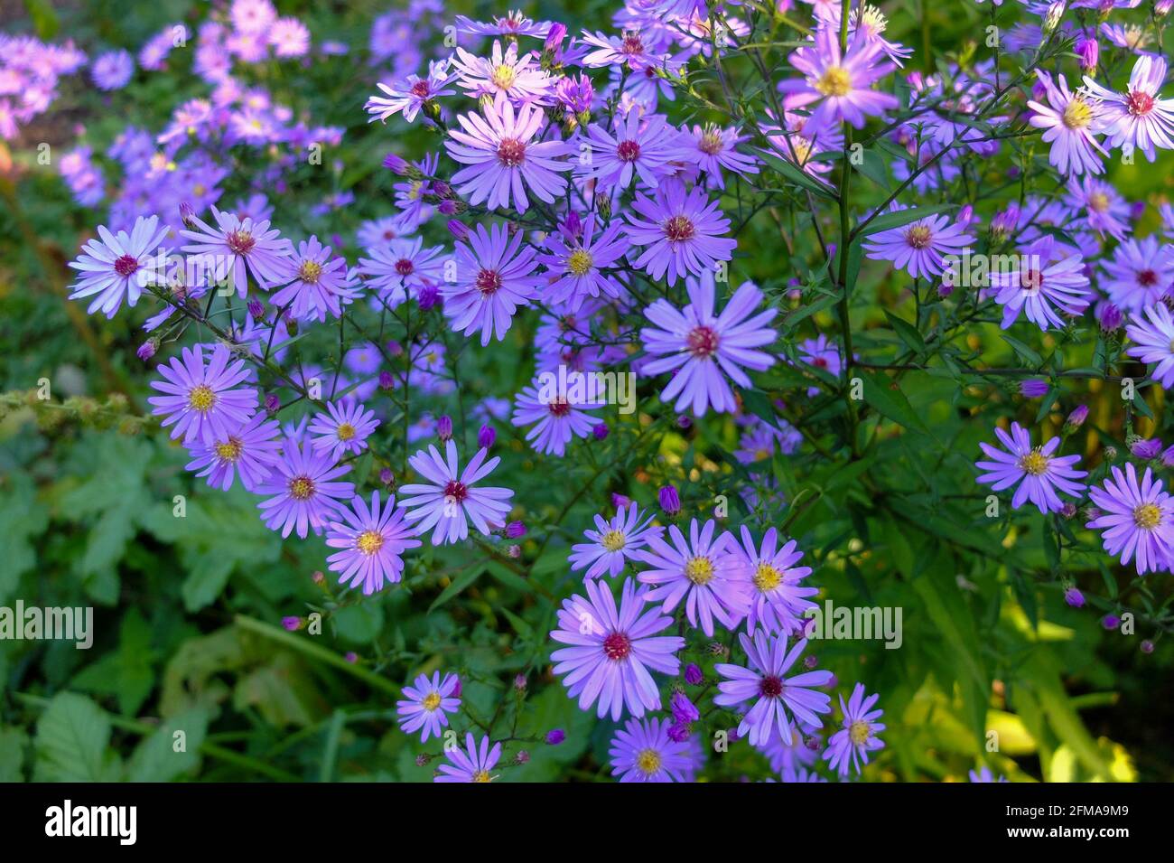 Aster Laevis Leaves