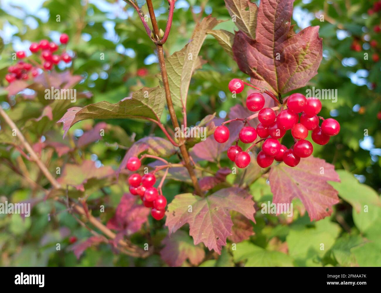 Common snowball (Viburnum opulus) with red fruits Stock Photo - Alamy
