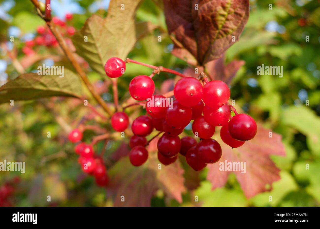 Common snowball (Viburnum opulus) with red fruits Stock Photo - Alamy