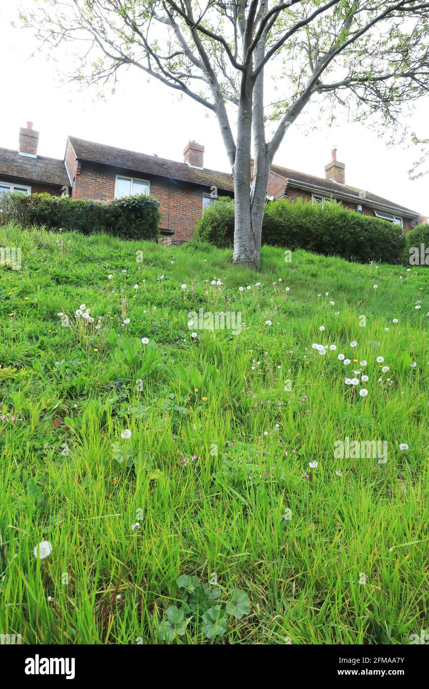 Pollinators urban verge hi-res stock photography and images - Alamy
