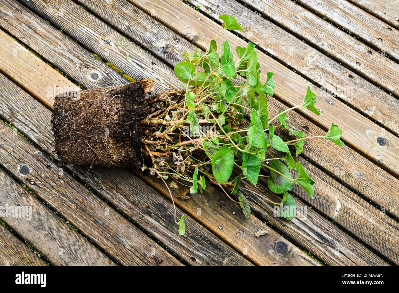 Geranium Plant Roots Flower High Resolution Stock Photography and ...