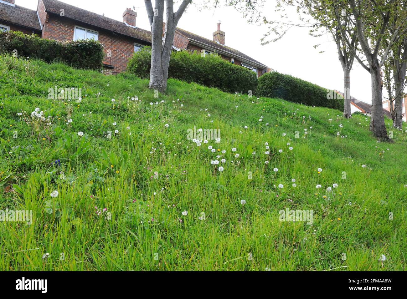 Uncut verge with wild flowers growing in Kent, UK Stock Photo - Alamy