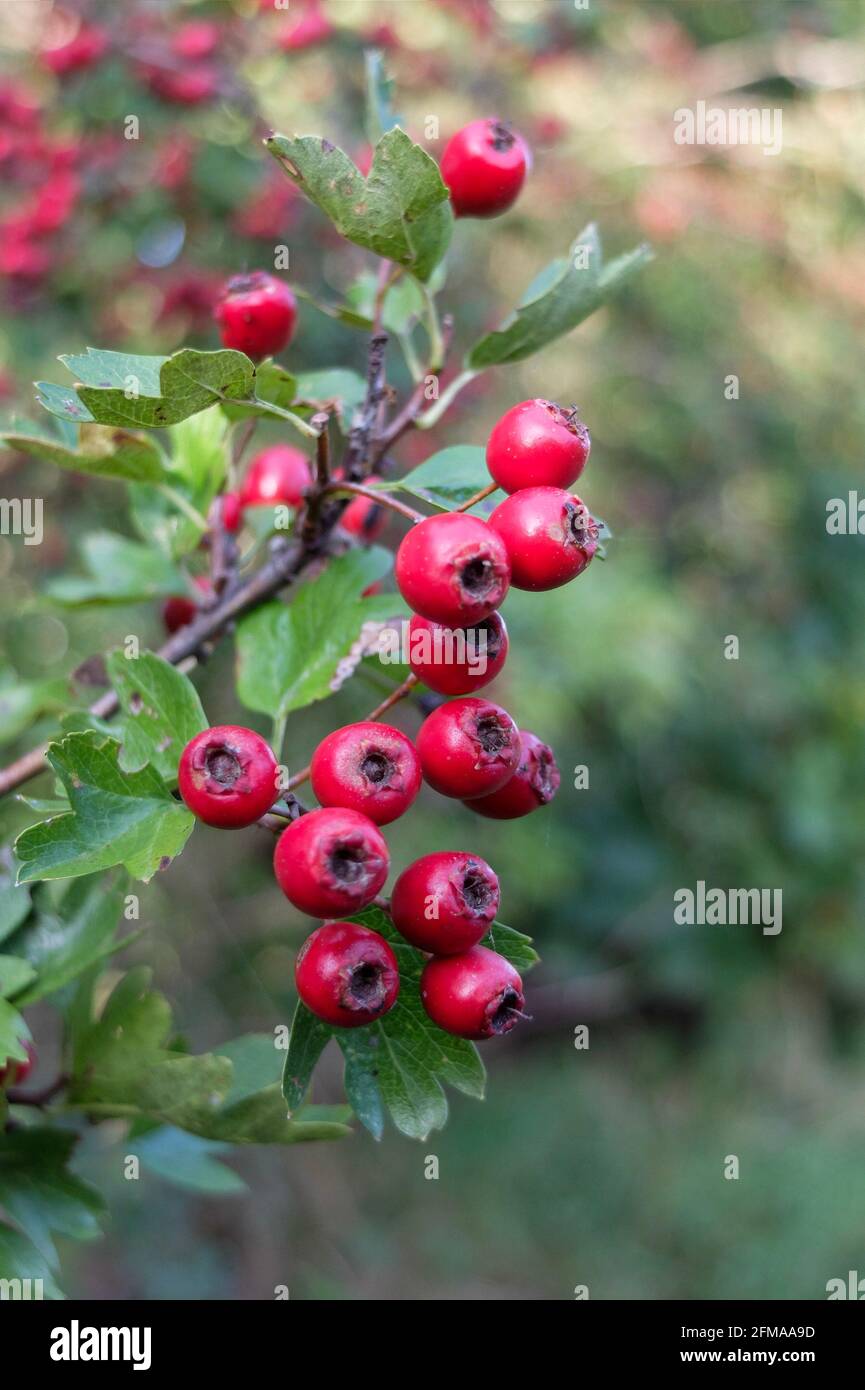 Single hawthorn (Crataegus monogyna) with red fruits Stock Photo - Alamy