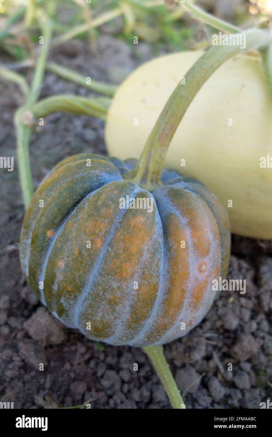 Nutmeg squash (Cucurbita moschata) in the vegetable patch Stock Photo ...