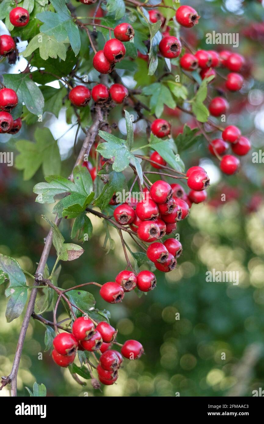 Single hawthorn (Crataegus monogyna) with red fruits Stock Photo - Alamy