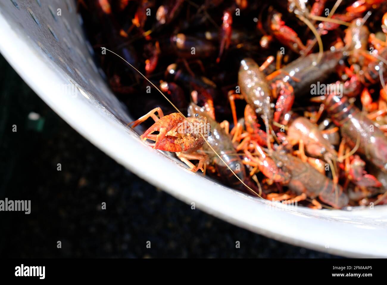 This is a photograph of a crawfish pot when some lively critters right ...